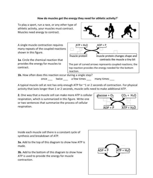 Solved How do muscles get the energy they need for athletic | Chegg.com