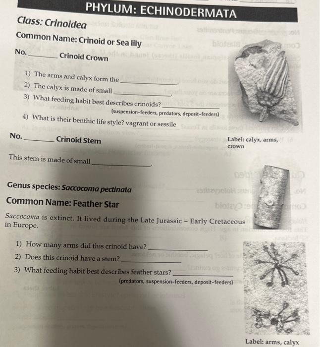 Solved Class: Crinoidea PHYLUM: ECHINODERMATA Common Name: | Chegg.com