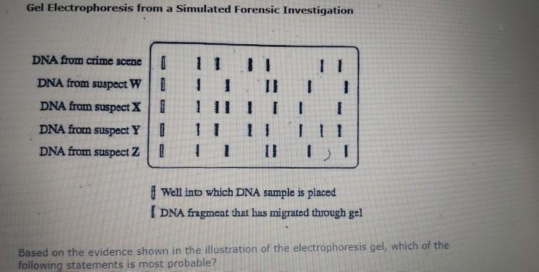 Solved Gel Electrophoresis from a Simulated Forensic | Chegg.com