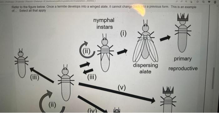 Solved Refer to the figure below. Once a termtie develops | Chegg.com