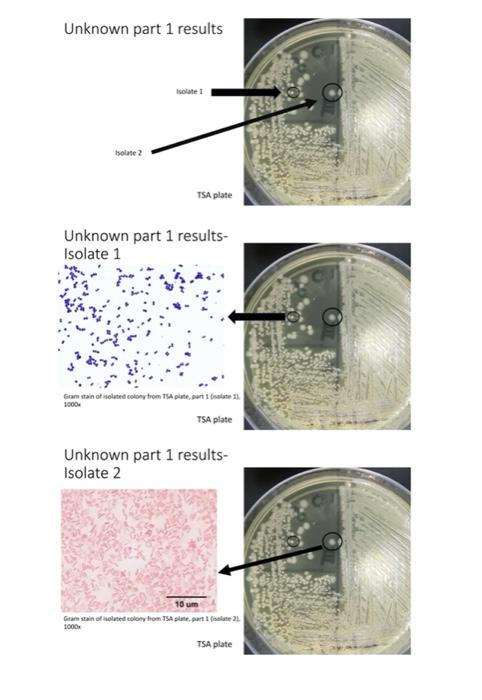 BIOL 260 Unknowns Lab Part 1: Data Unknown Sample | Chegg.com