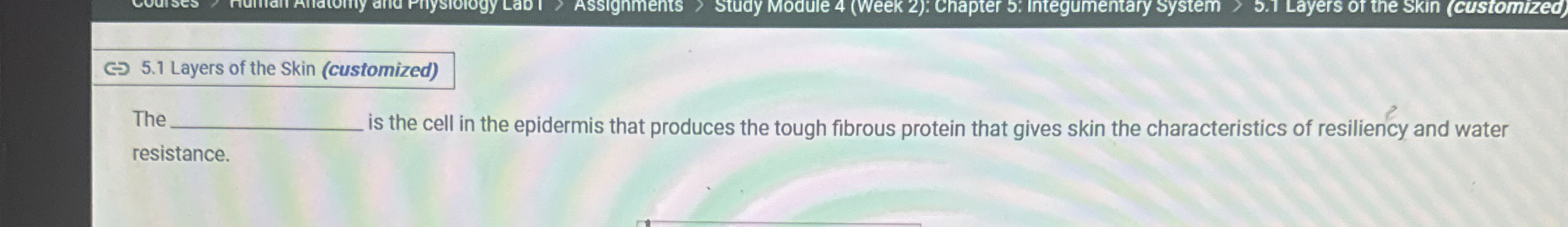 Solved C 5.1 ﻿Layers of the Skin (customized)Th ﻿s the | Chegg.com