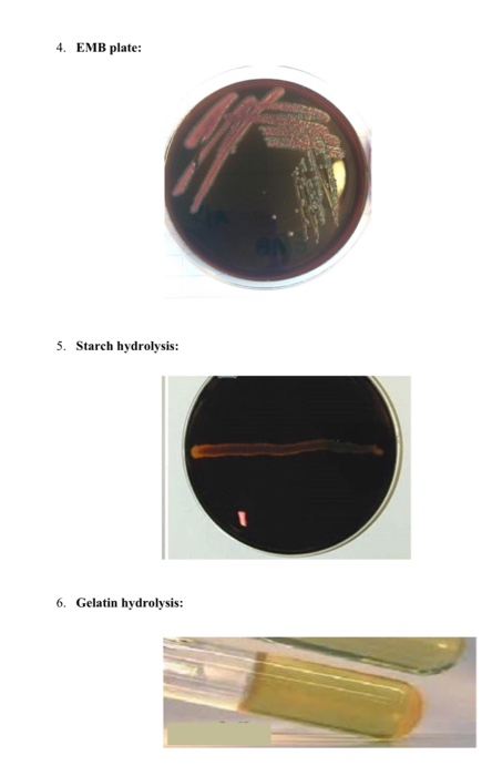 Solved 1. Gram stain: 2. MSA plate: 3. MAC plate: Email Save | Chegg.com