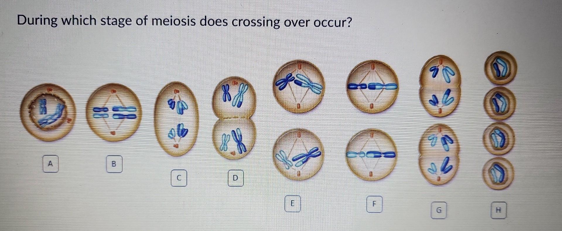 Solved During which stage of meiosis does crossing over | Chegg.com