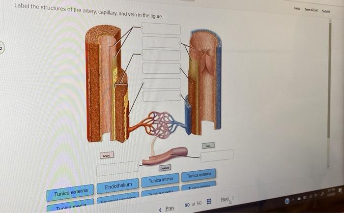Solved Label the structures of the artery, capillary, and | Chegg.com