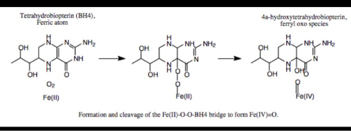 Solved Tetrahydrobiopterin (BH4). Ferric atom NH2 | Chegg.com