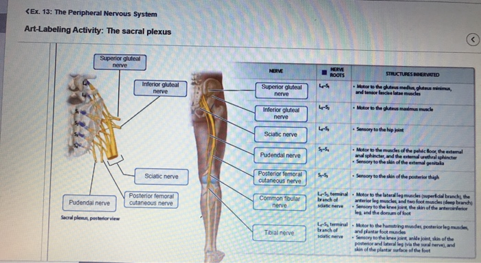 Biology question | Chegg.com