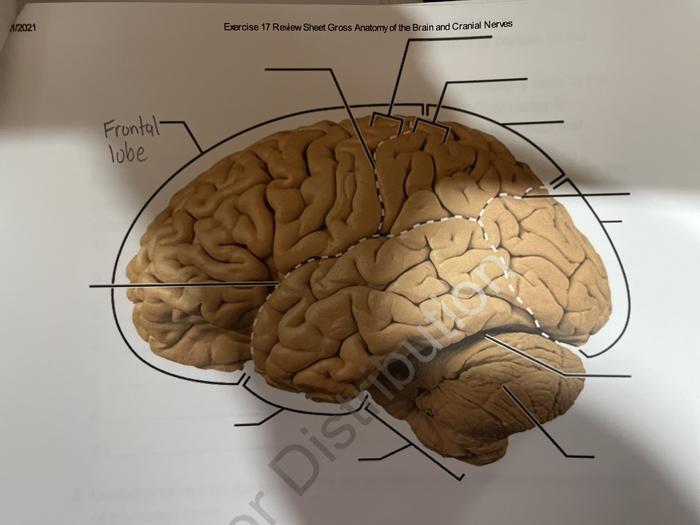 Solved Lab Time/Date The Human Brain 1. Using the terms from | Chegg.com