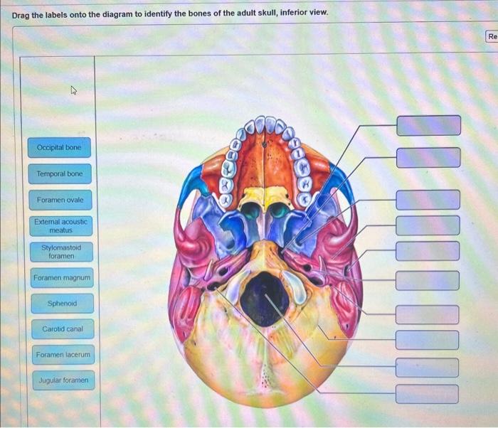 Solved Drag the labels onto the diagram to identify the | Chegg.com