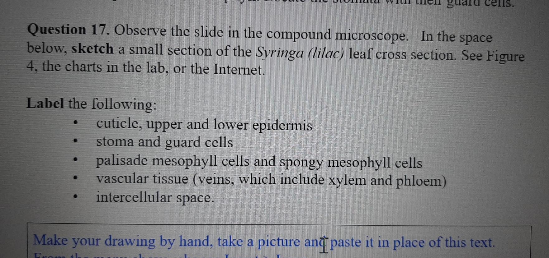 Solved guard cells. Question 17. Observe the slide in the | Chegg.com