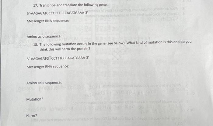 Solved 17. Transcribe and translate the following gene. | Chegg.com