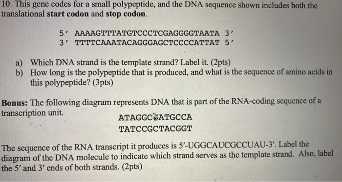 Solved 10. This gene codes for a small polypeptide, and the | Chegg.com