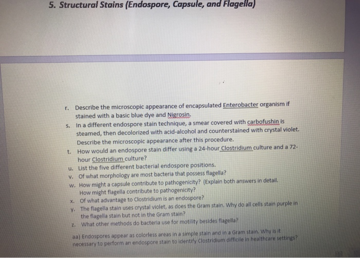 Solved 5. Structural Stains (Endospore, Capsule, and | Chegg.com