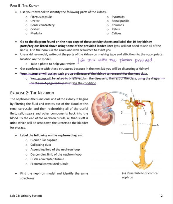 LAB 23: URINARY SYSTEM *Note: This handout is | Chegg.com