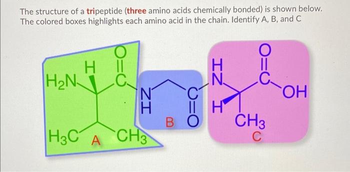 Solved The structure of a tripeptide (three amino acids | Chegg.com