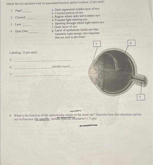 Solved Match the eye structure with its associated function | Chegg.com