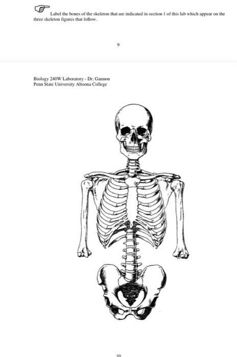 Solved Label the bones of the skeleton that are indicated in | Chegg.com