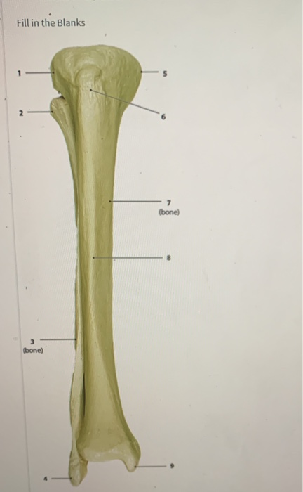 Solved Fill in the Blanks 7 (bone) (bone) | Chegg.com