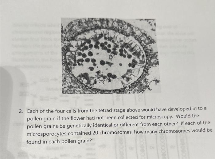 Solved 2. Each of the four cells from the tetrad stage above | Chegg.com