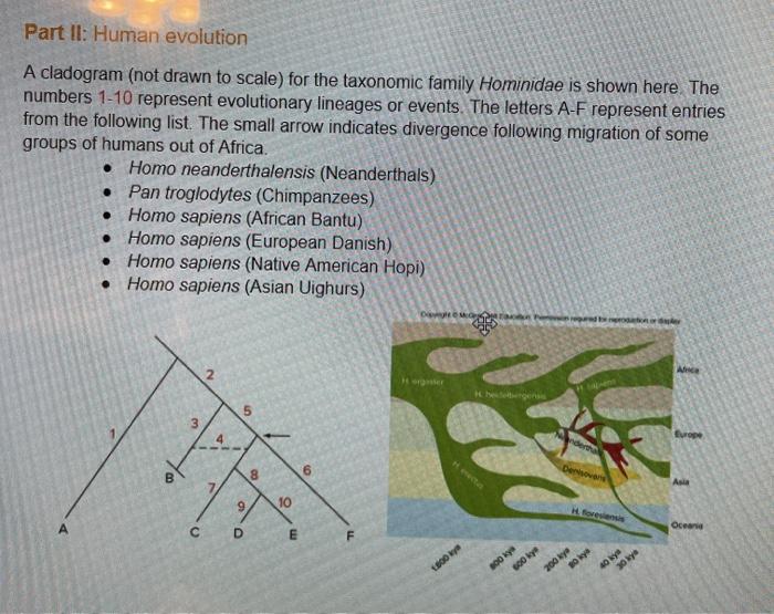 Part II: Human evolution A cladogram (not drawn to | Chegg.com