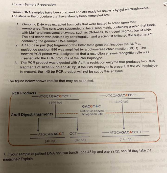 Solved Human Sample Preparation Human DNA samples have been | Chegg.com