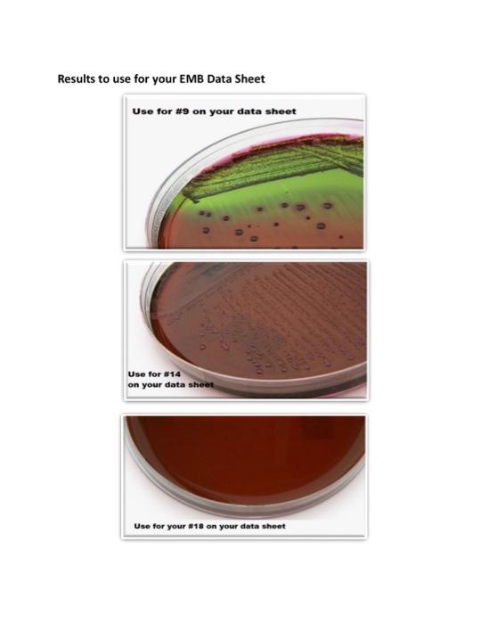 Solved Name Date Lab Section I was present and performed | Chegg.com