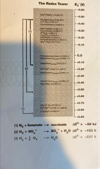 Solved Bio 308 Metabolism #1 -1 1. Imagine two redox pairs: | Chegg.com