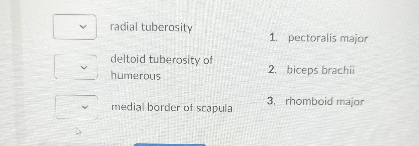 Solved radial tuberositypectoralis majordeltoid tuberosity | Chegg.com