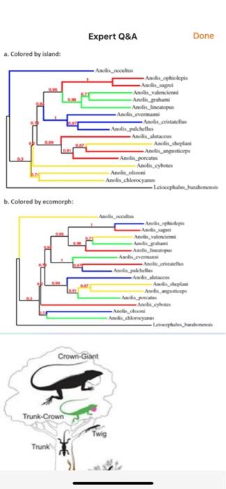 Expert Q&A Done Anolis occultus Anolis Anolis | Chegg.com