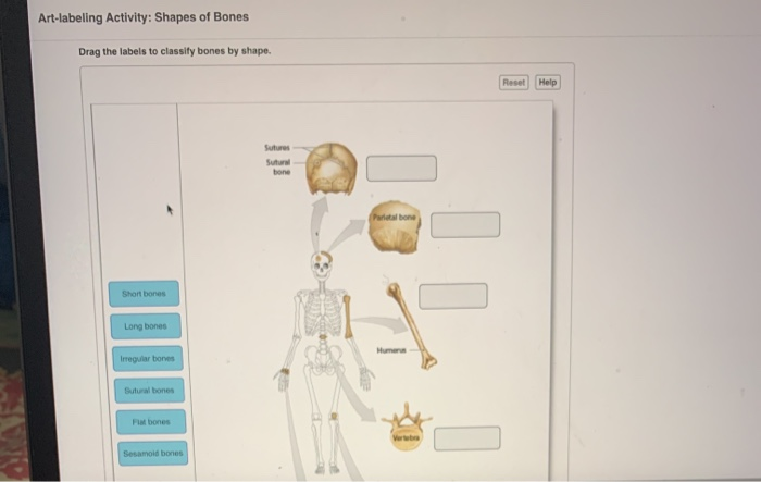 Solved Art labeling Activity Shapes Of Bones Drag The Chegg Solved Art labeling Activity Shapes Of Bones Drag The Chegg