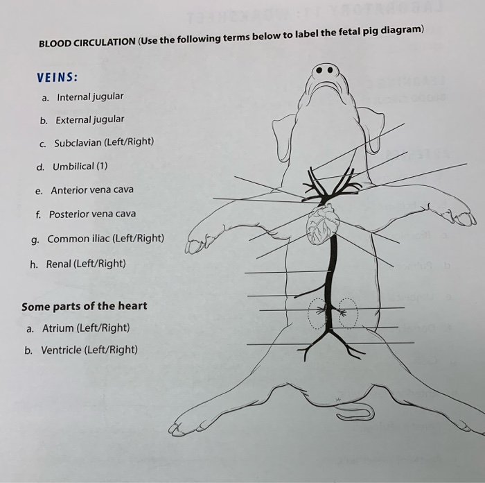 Fetal Pig Circulatory System Answers Fetal Pig Circulatory System Answers