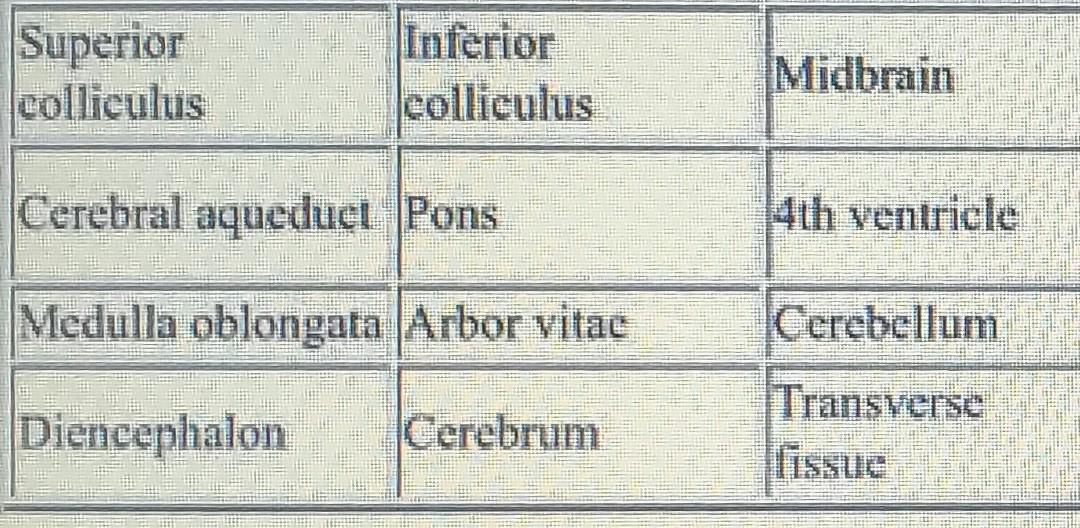 Solved Superior colliculus Inferior colliculus Midbrain | Chegg.com
