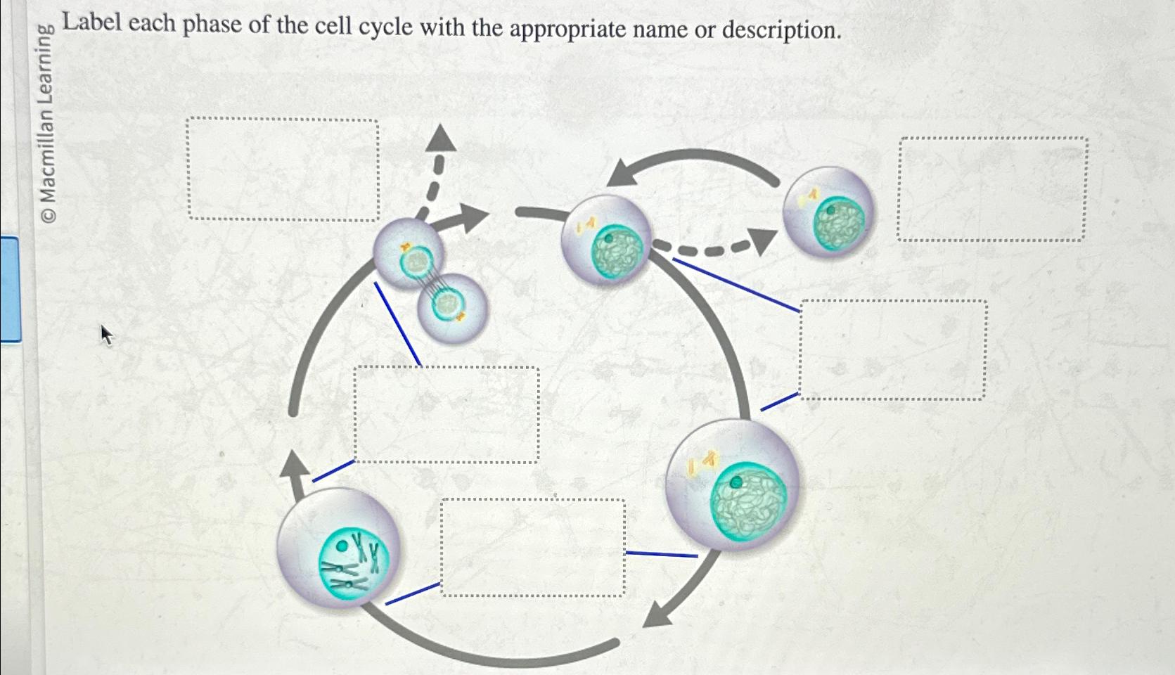 Solved ?5 ﻿Label each phase of the cell cycle with the | Chegg.com