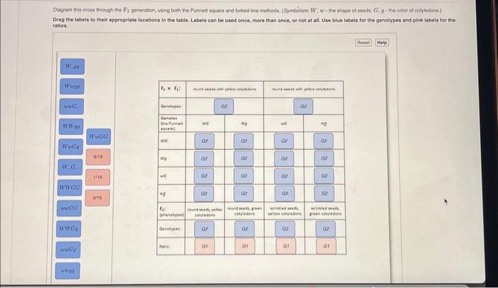 Solved Dugram this cross through the F1 generasion, csing | Chegg.com