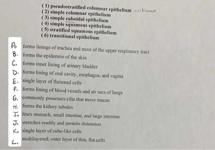 Solved (1) pseudostratified columnar epithelium - ciliared | Chegg.com