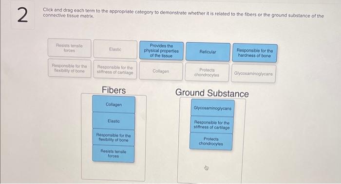Solved Click and drag each term to the appropriate category | Chegg.com