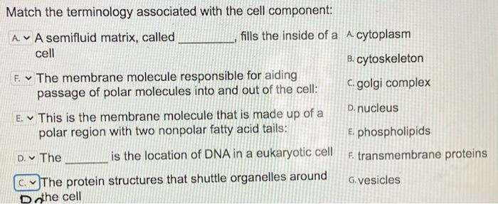 Solved Match the terminology associated with the cell | Chegg.com