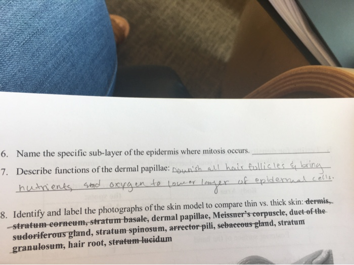 Solved name the specific sub layer of the epidermis where | Chegg.com