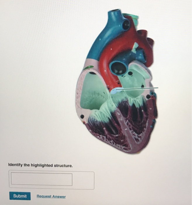 Solved Identify the highlighted structure. Submit Request | Chegg.com