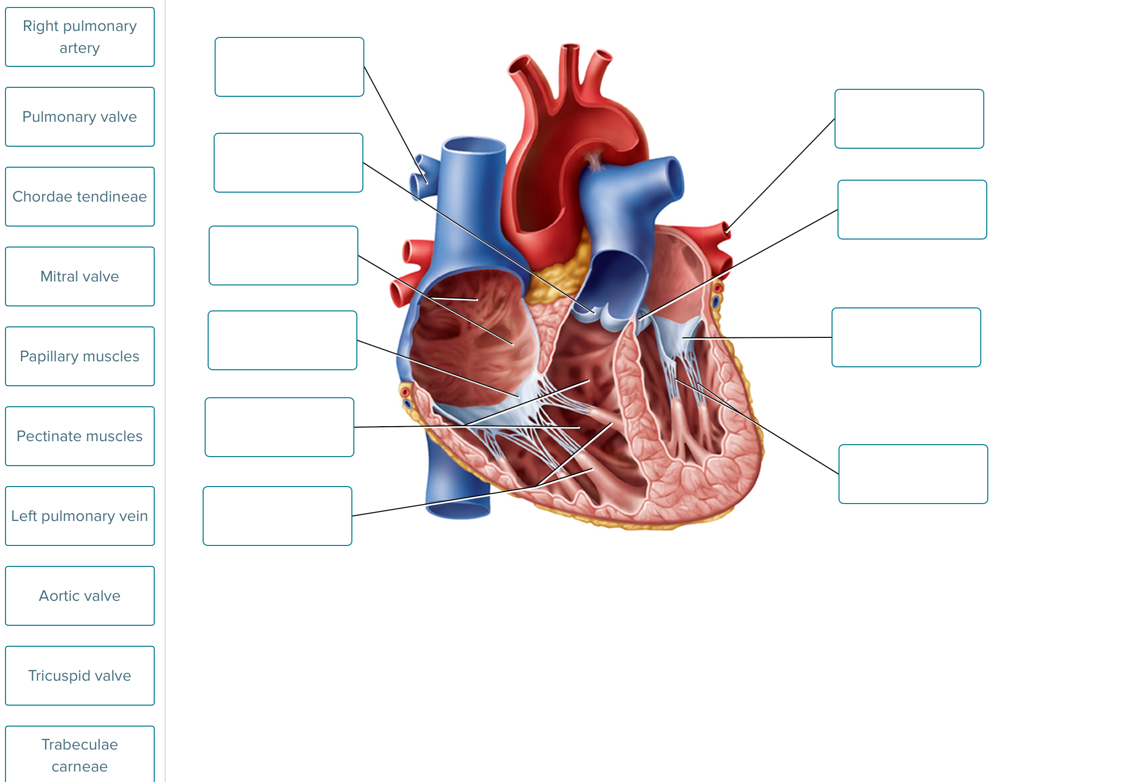 Solved Lable the internal heart structures frontal section | Chegg.com