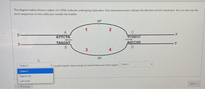 Solved The diagram below shows a region of a DNA molecule | Chegg.com