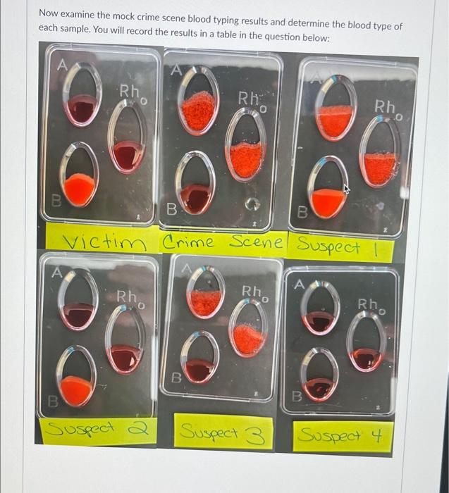 Solved Now examine the mock crime scene blood typing results | Chegg.com