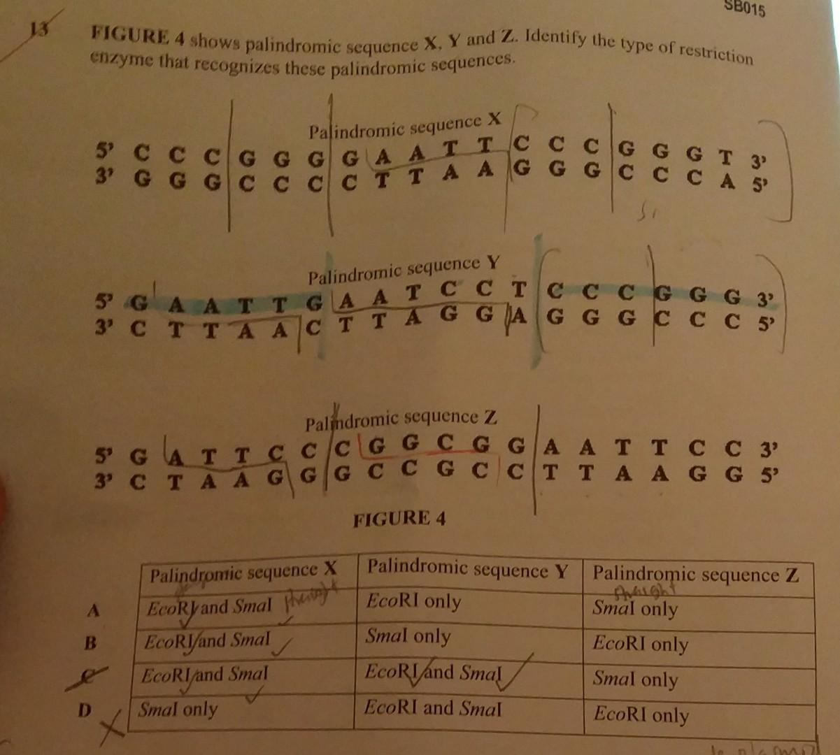 Solved SB015 13 FIGURE 4 shows palindromic sequence X, Y and | Chegg.com