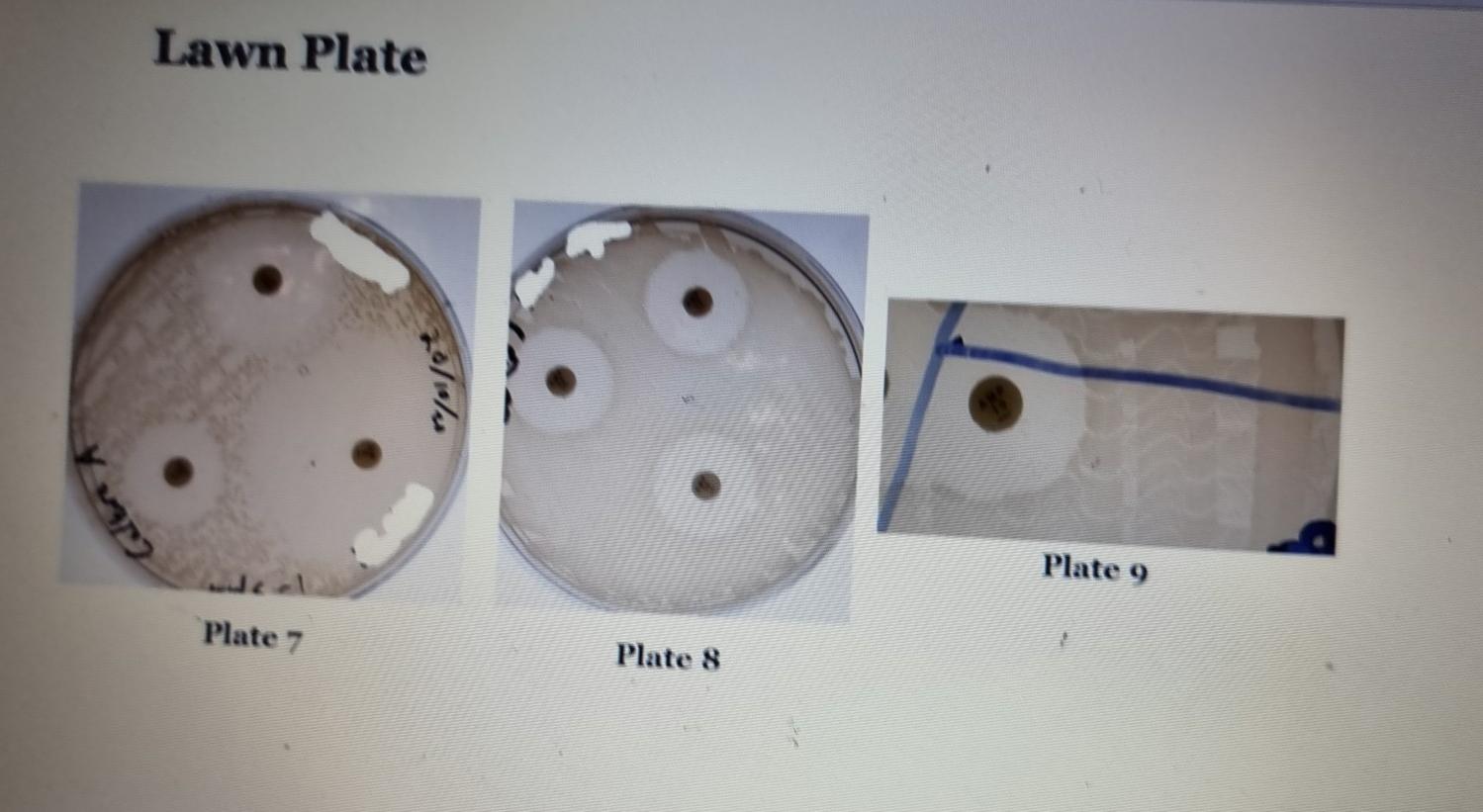 Solved Contact Plates from a Contaminated Surface Plate 1 | Chegg.com