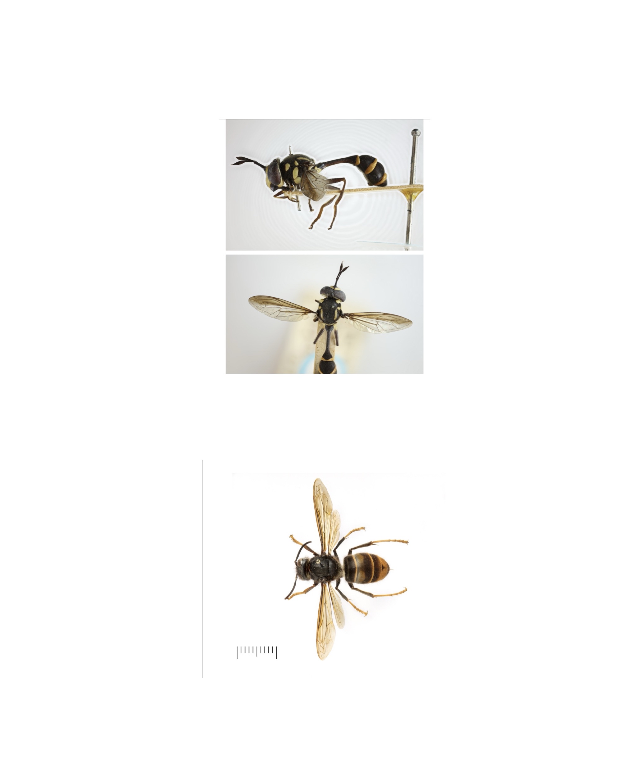 Solved What is the order of these 2 ﻿insects | Chegg.com
