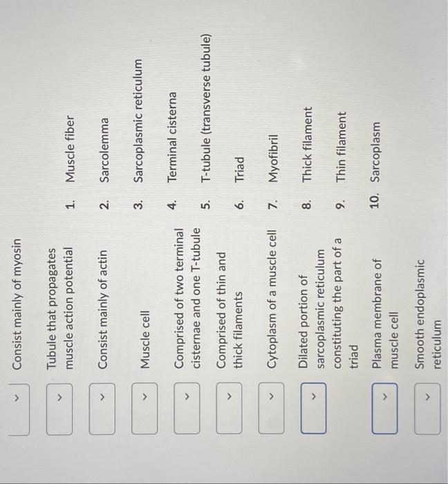 Solved Consist mainly of myosin | Chegg.com