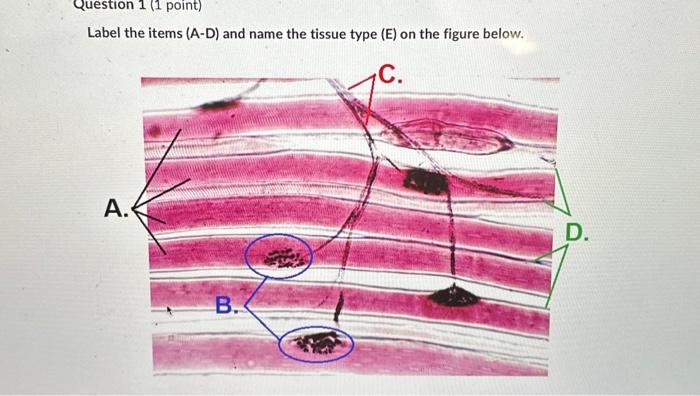 Solved Label the items (A-D) and name the tissue type (E) on | Chegg.com