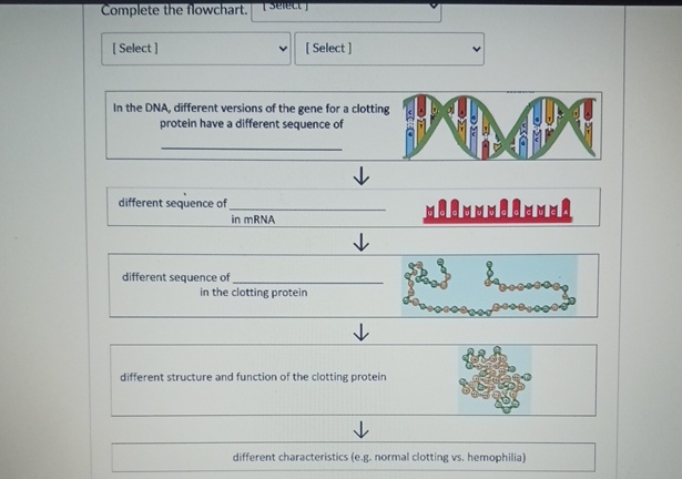 Solved Complete the flowchart.[sentect]In the DNA, different | Chegg.com