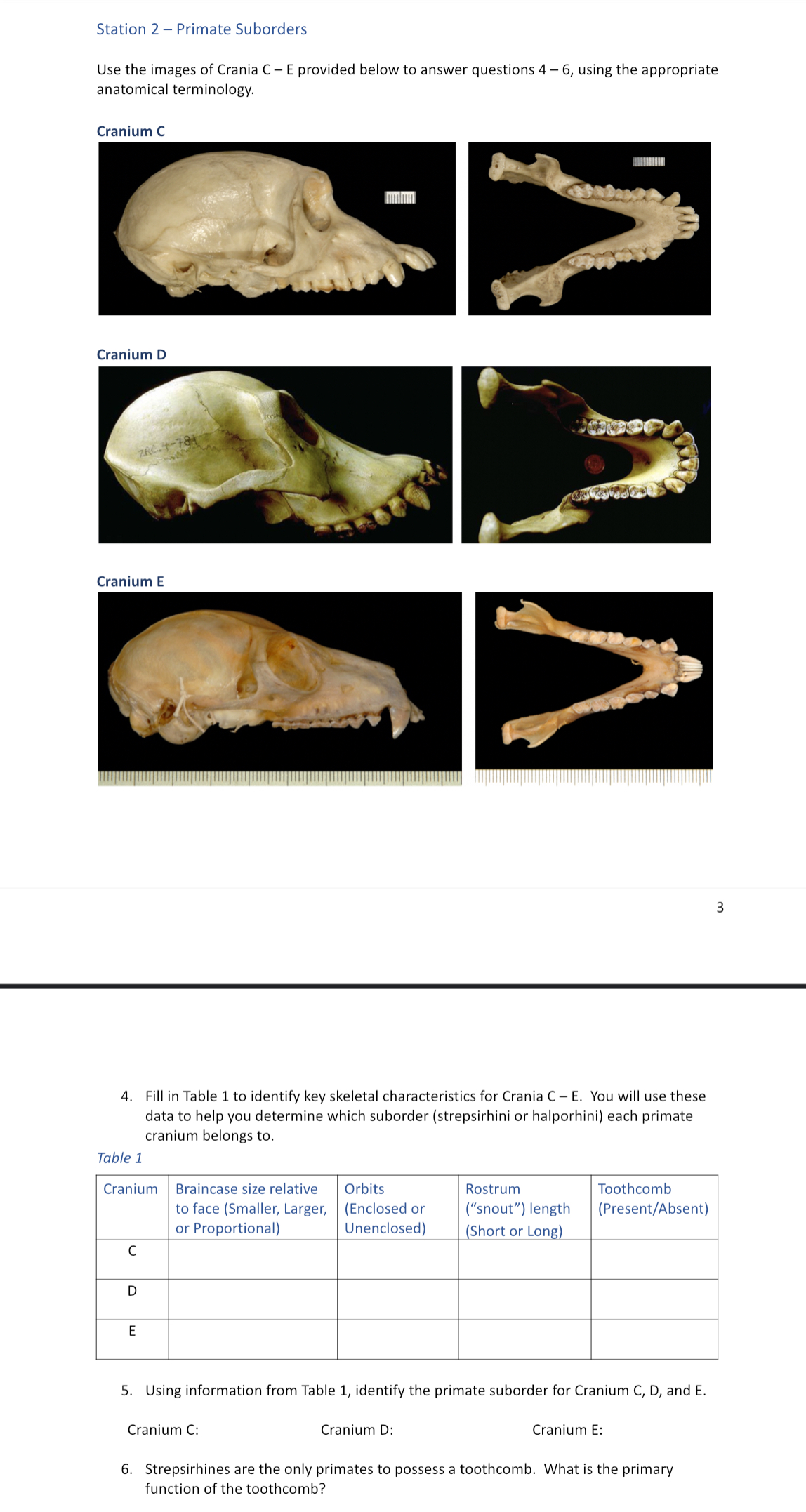 Solved Station 2 - ﻿Primate SubordersUse the images of | Chegg.com