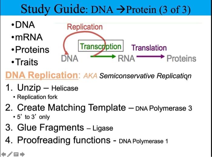 Solved Study Guide: DNA →Protein (1 of 3) Why do we need to | Chegg.com